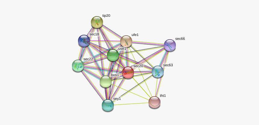 Sec20 Protein - Circle, HD Png Download , Transparent Png Image - PNGitem