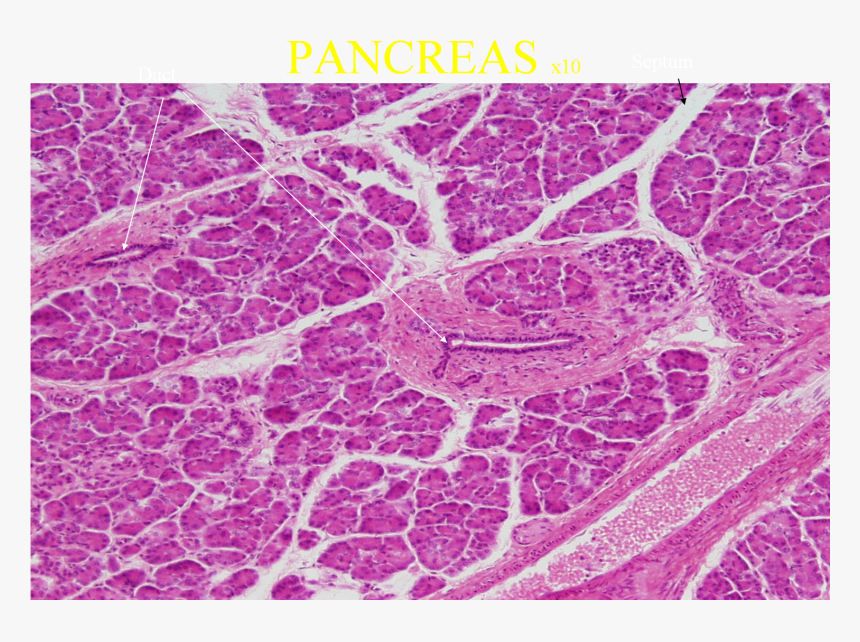 Interlobular And Intralobular Ducts, HD Png Download , Transparent Png ...