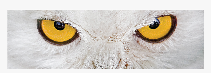 Owl Eyes Rear Window Graphic By Adventure Graphics - Owl Stock Photo ...