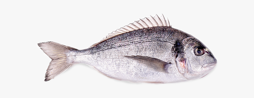 Sea Bream Fresh Png, Transparent Png , Transparent Png Image - PNGitem