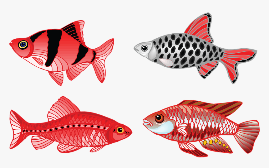 Fish, Aquarium, Fin, Fresh Water, Swim - Tongue Twisters Four Fine ...