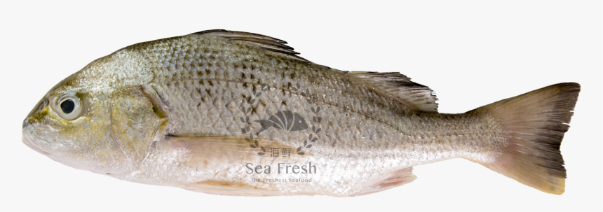 Dsc 9653 - Snapper, HD Png Download , Transparent Png Image - PNGitem