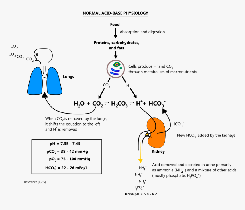 High Altitude Acid Base Balance, HD Png Download , Transparent Png ...