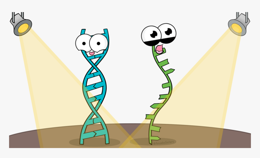 Rna And Dna Cartoon, HD Png Download , Transparent Png Image - PNGitem