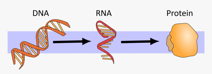 Translation Biology, HD Png Download , Transparent Png Image - PNGitem