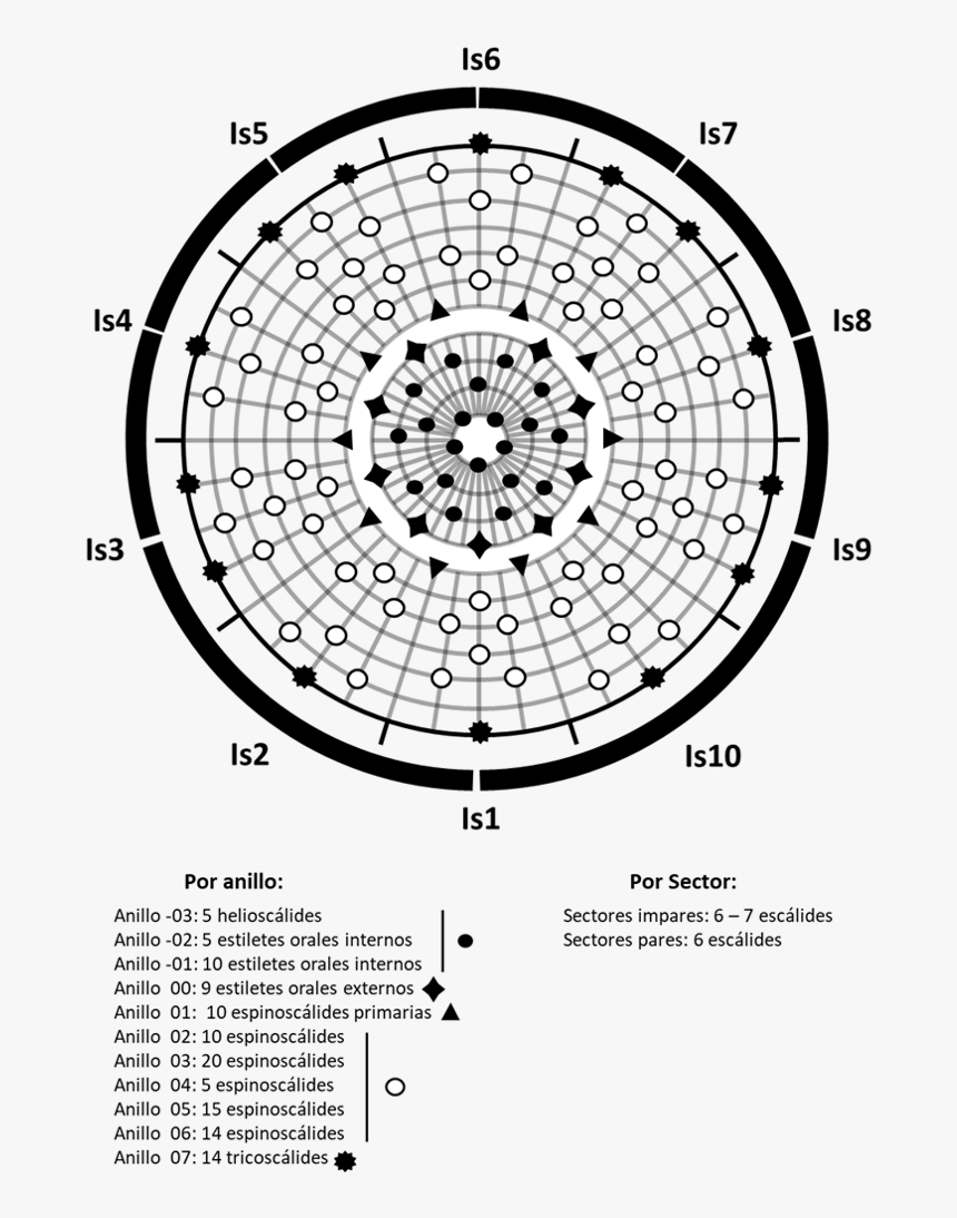 Diagrama Polar De Introvert - Circle, HD Png Download , Transparent Png ...
