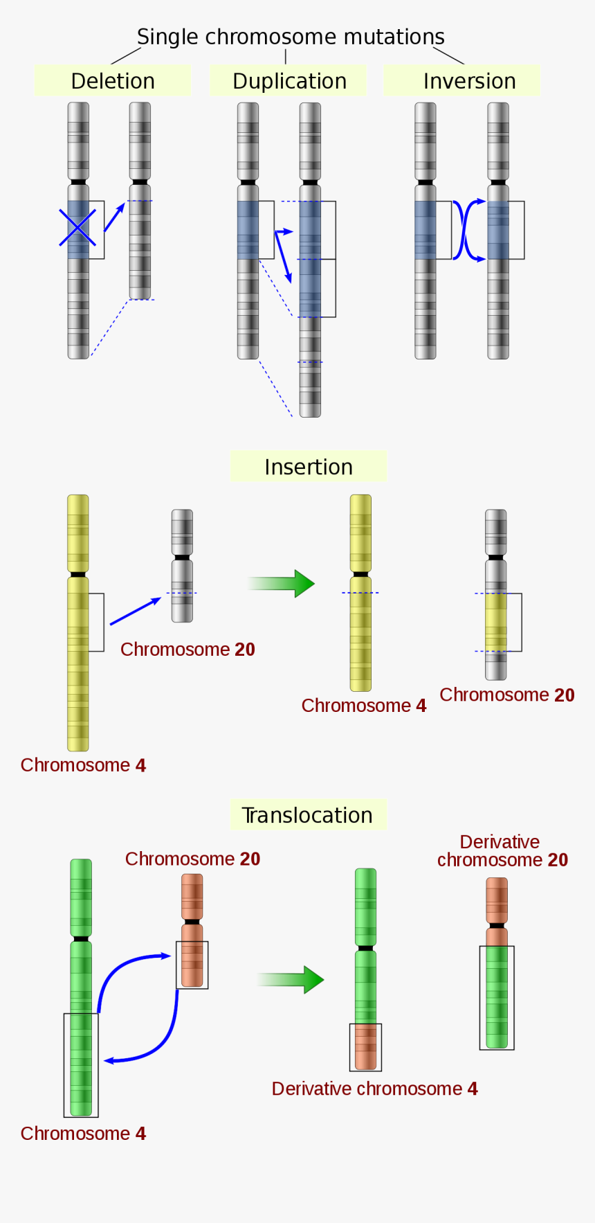 Mutation Structure, HD Png Download , Transparent Png Image - PNGitem