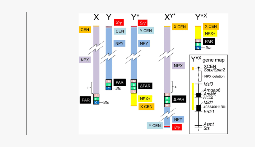 Npx Chromosome, HD Png Download , Transparent Png Image - PNGitem