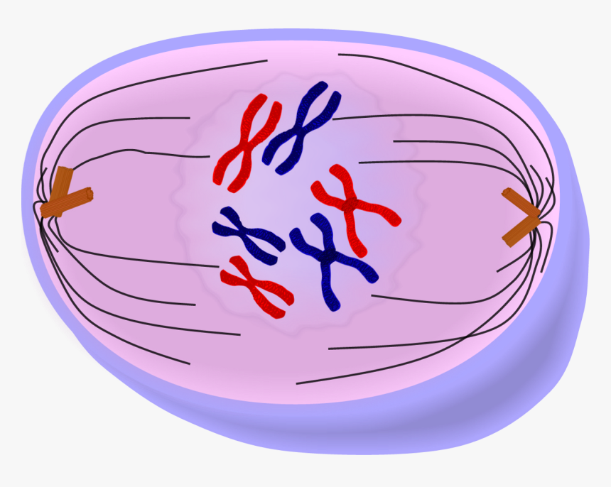 Prophase Png, Transparent Png , Transparent Png Image - PNGitem