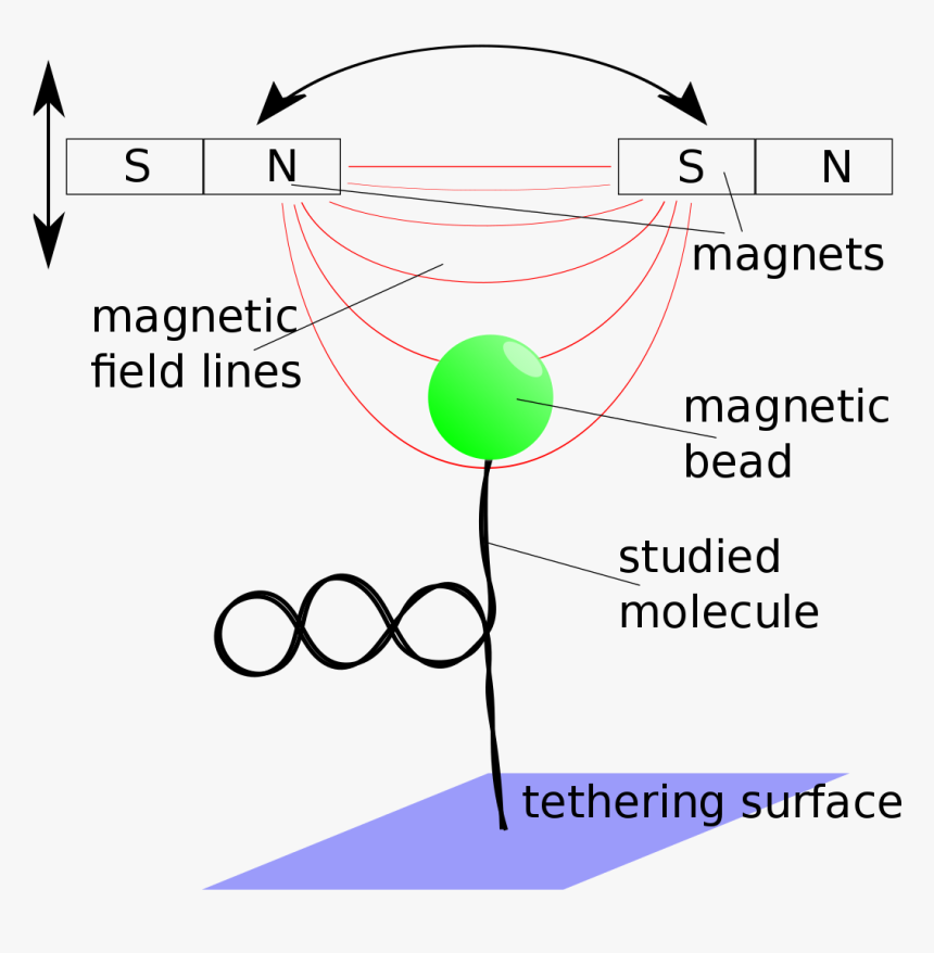 Single Molecule Studies Dna, HD Png Download , Transparent Png Image ...