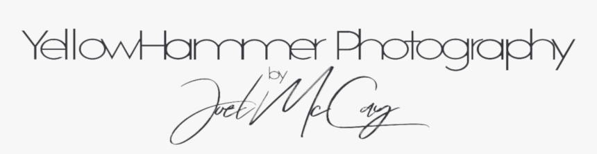 Yellowhammer Logo Edited - Calligraphy, HD Png Download , Transparent ...