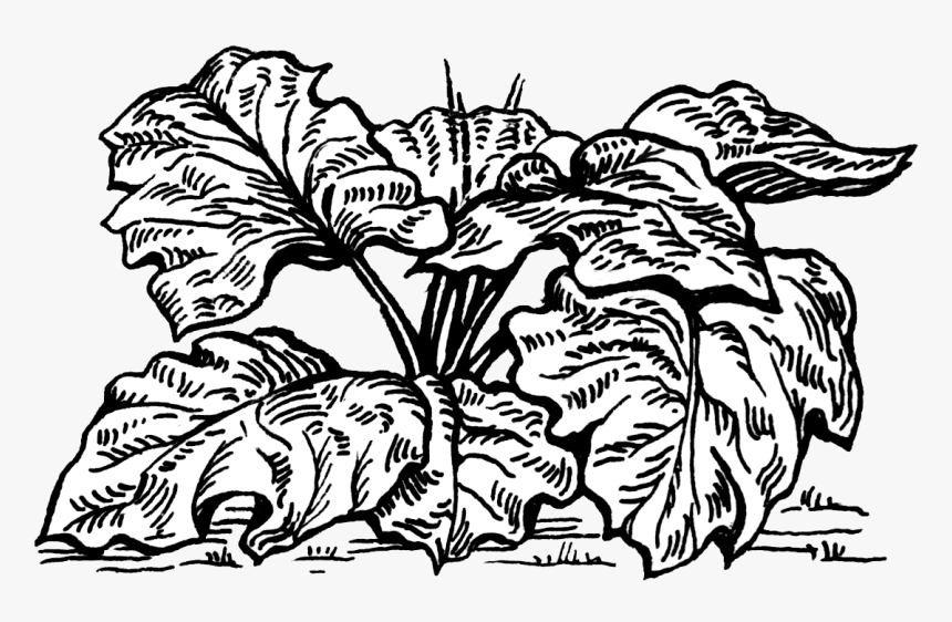 Rhubarb - Rhubarb Coloring Pages, HD Png Download , Transparent Png ...