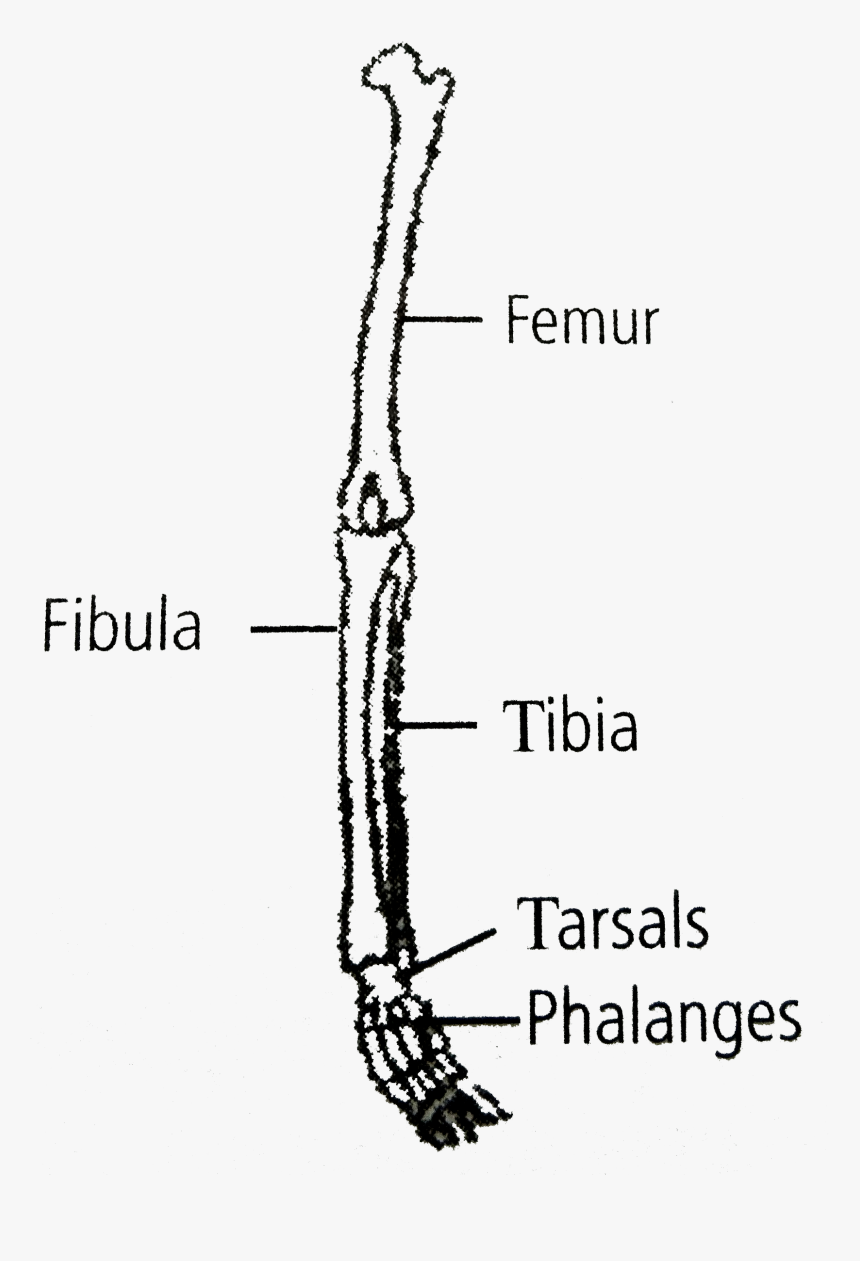 Diagram Of Hind Limb Of Human, HD Png Download , Transparent Png Image ...