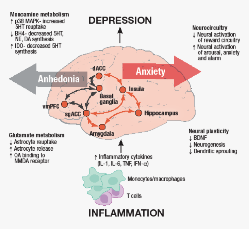 Inflammation Model Of Depression, HD Png Download , Transparent Png ...