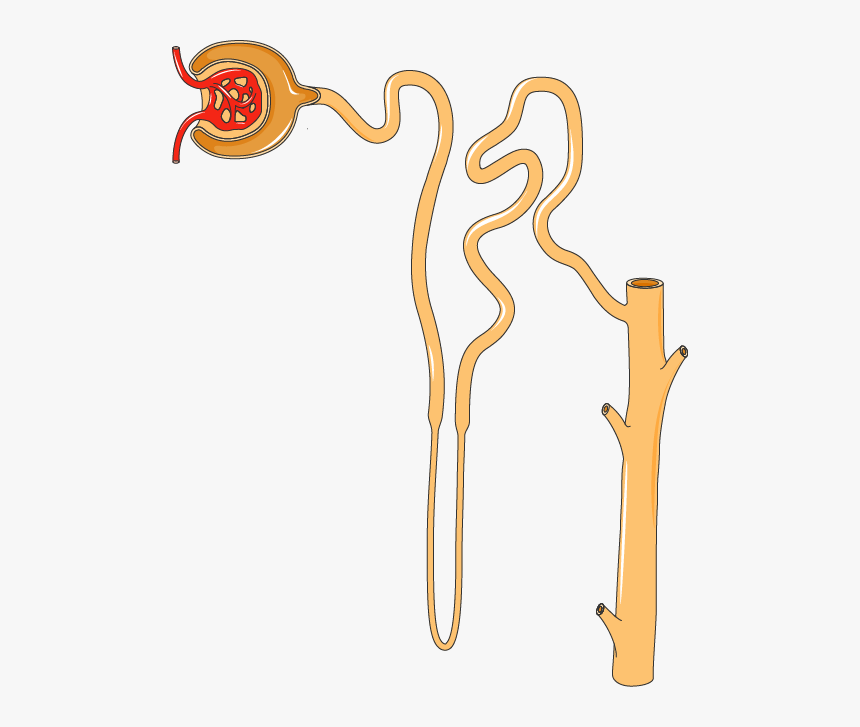 Néphron - Glucose Metabolism In Kidney, HD Png Download , Transparent ...