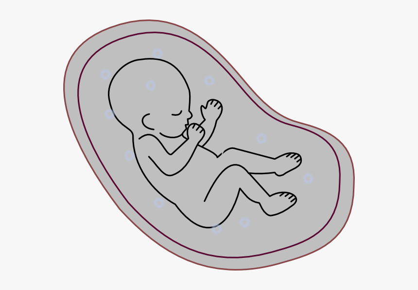 Cartoon Drawing Of Fetus, HD Png Download , Transparent Png Image - PNGitem