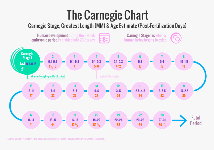 The Carnegie Stages Of Human Embryonic Development - Circle, HD Png ...