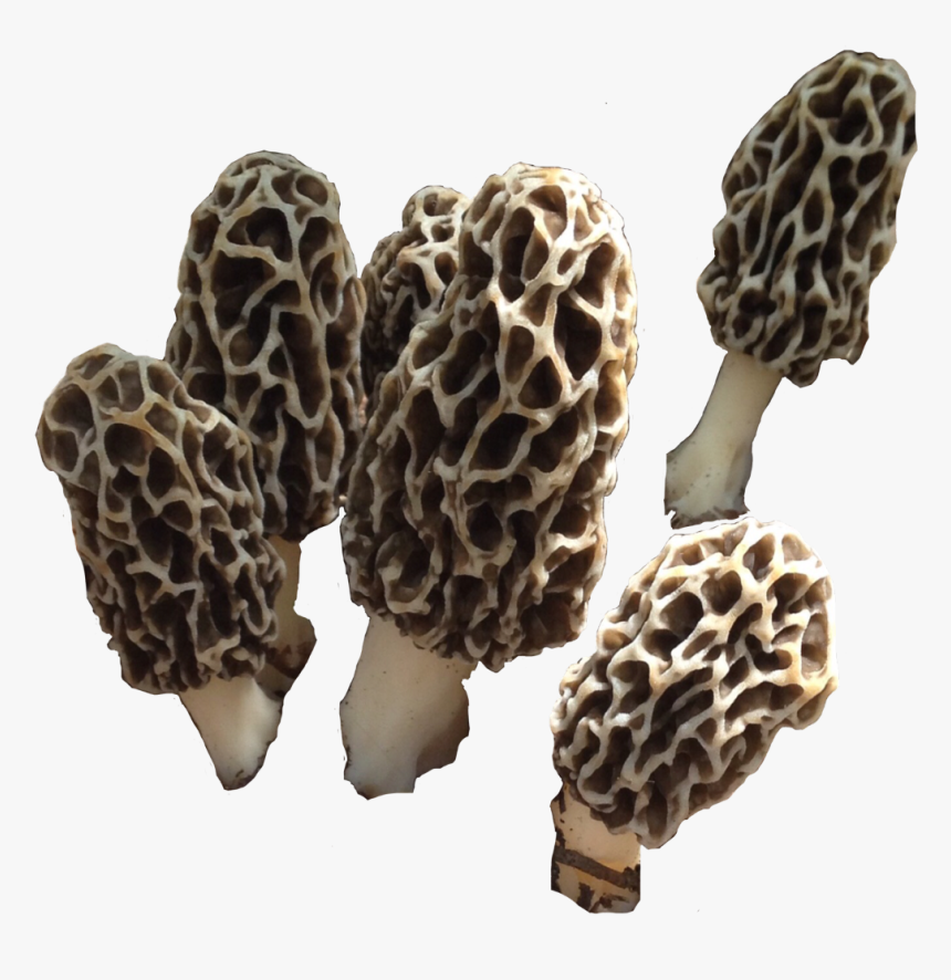 #morelmushroom #mushroom #shroom #fungi #morel #nature - False Morel ...
