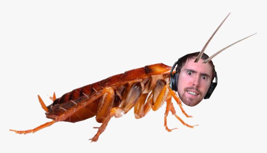 Cockroach, HD Png Download , Transparent Png Image - PNGitem