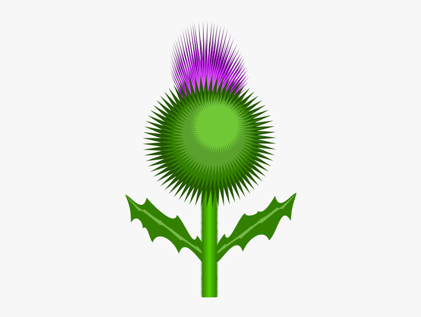 Thistle Clipart
