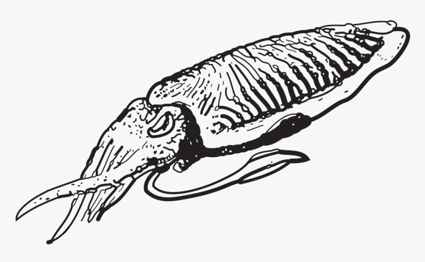 Black And White Cuttlefish Clipart, HD Png Download , Transparent Png ...