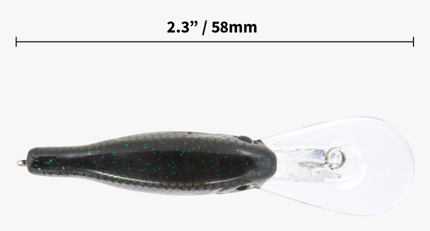 Cuttlefish , Png Download - Squid, Transparent Png , Transparent Png ...