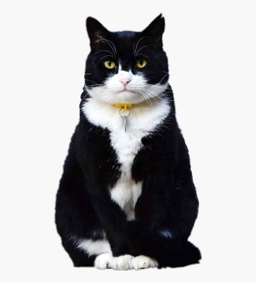 #freetoedit #mad #cat #kellydawn - Cat, HD Png Download , Transparent ...