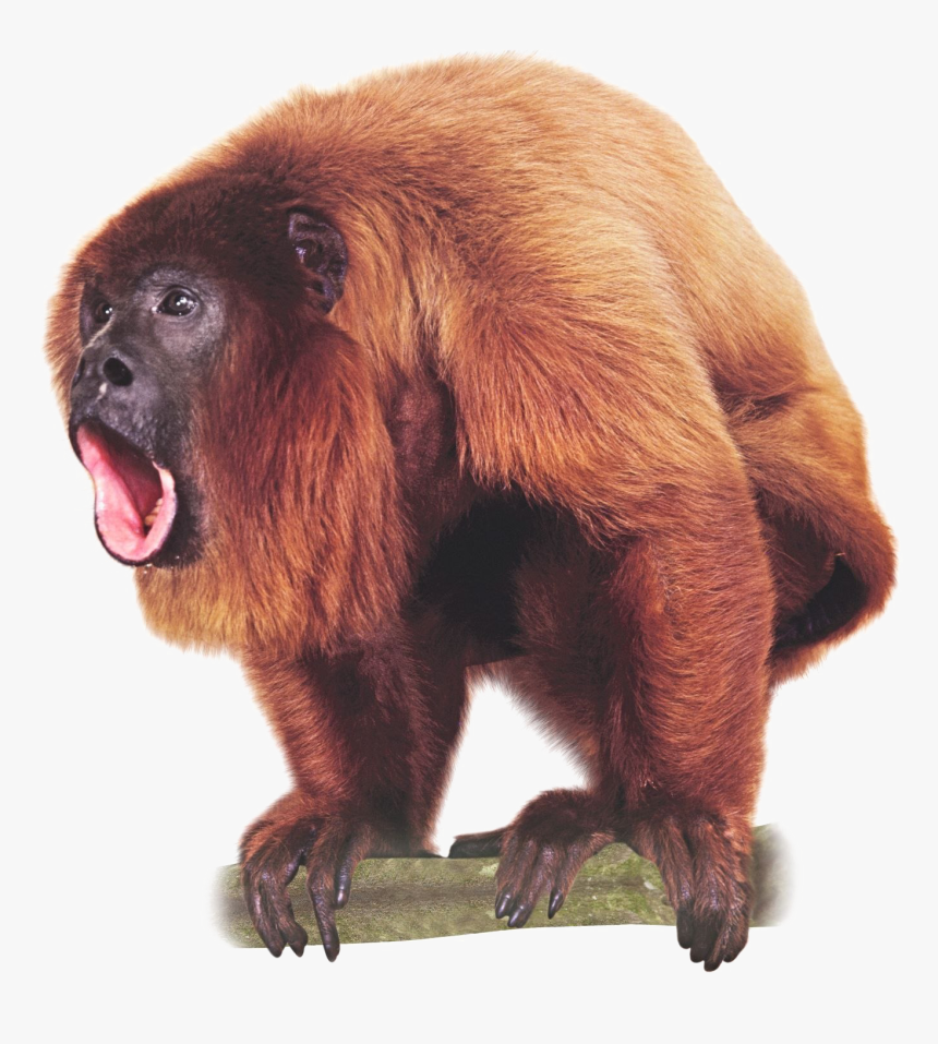 Monkey Png Pic - Red Howler Monkey Illustration, Transparent Png ...