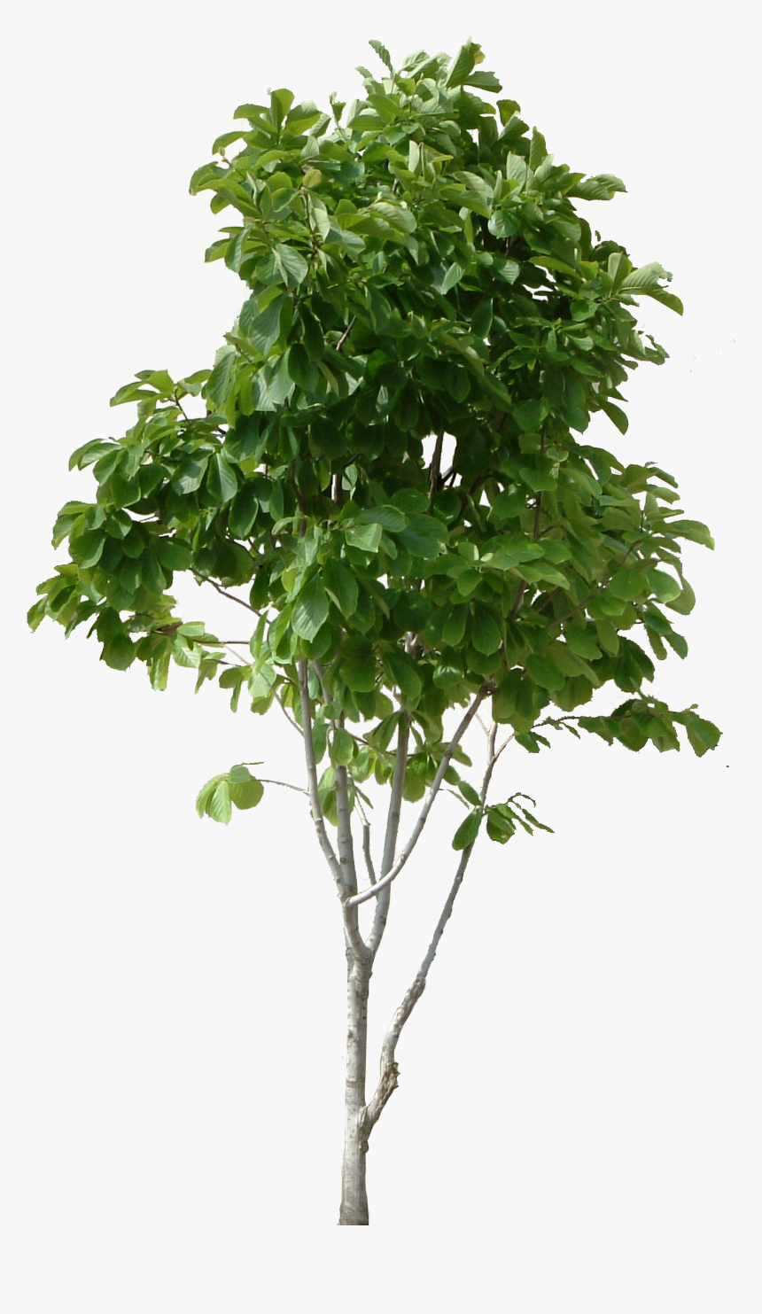 Free Png Images Trees - High Resolution Tree Png, Transparent Png ...