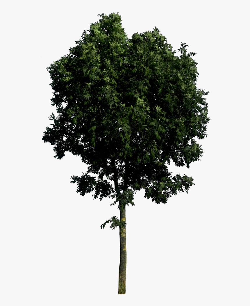 Tree Png Image Hd - Tree Front View Png, Transparent Png , Transparent ...