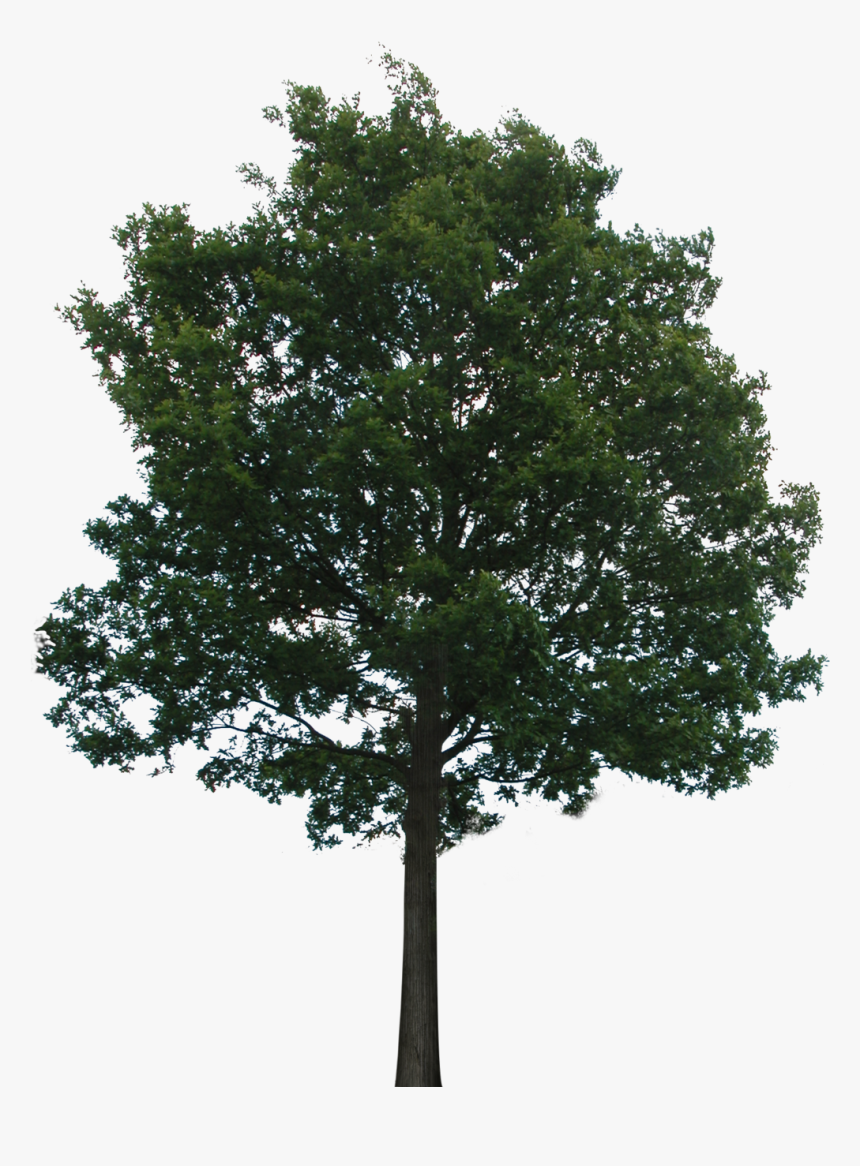 Oak Tree Png - Trees With Transparent Background, Png Download ...