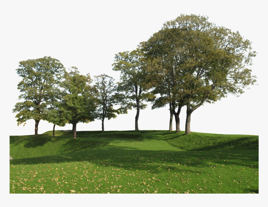 Group Of Trees Png - Trees Group, Transparent Png , Transparent Png ...