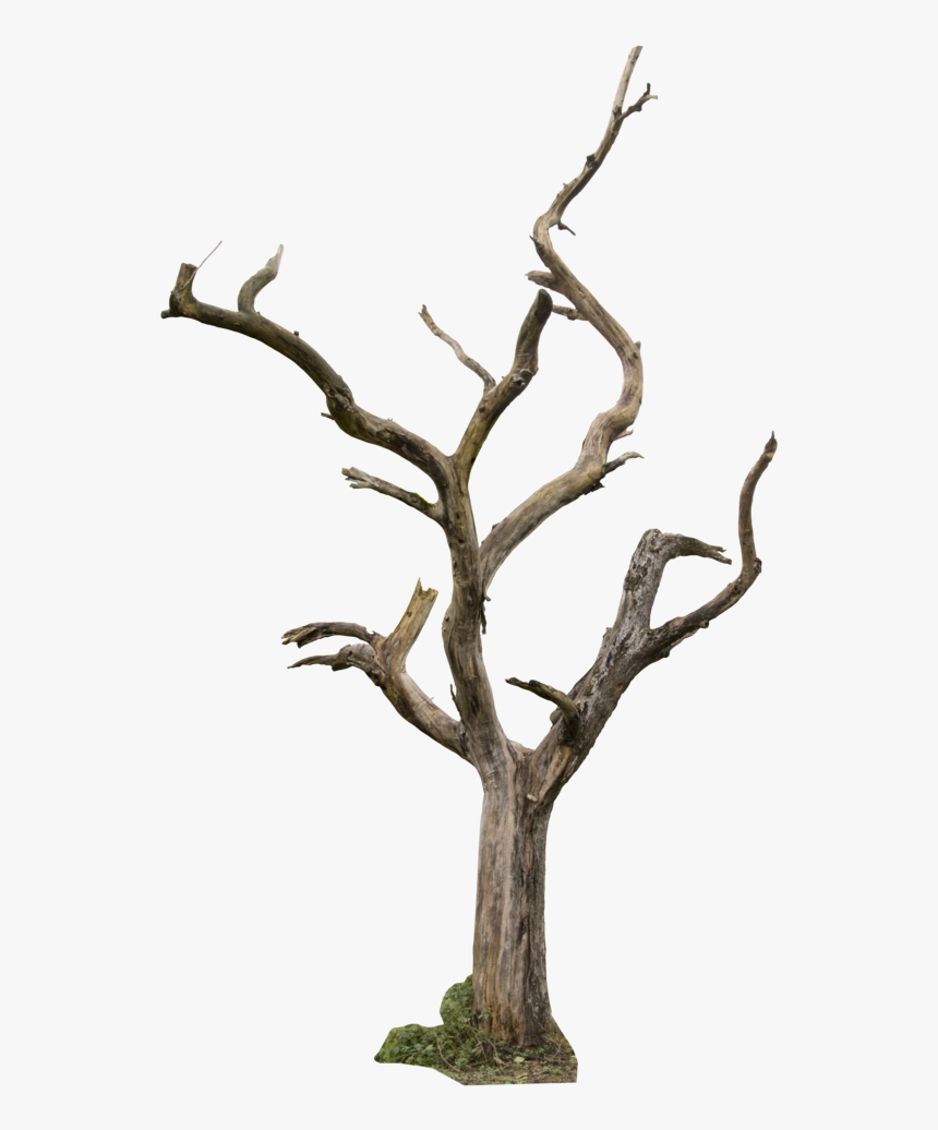 Dead Tree Clipart Animated - Dry Tree Png Hd, Transparent Png ...