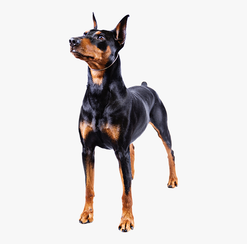 What Dogs Have Short Tails