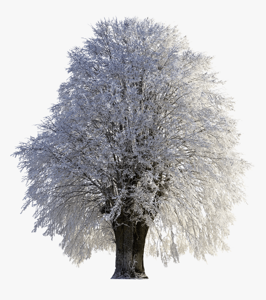 Tree, Winter, Wintry, Snow, Cold, Frost, Png, Frozen - Winter Trees ...
