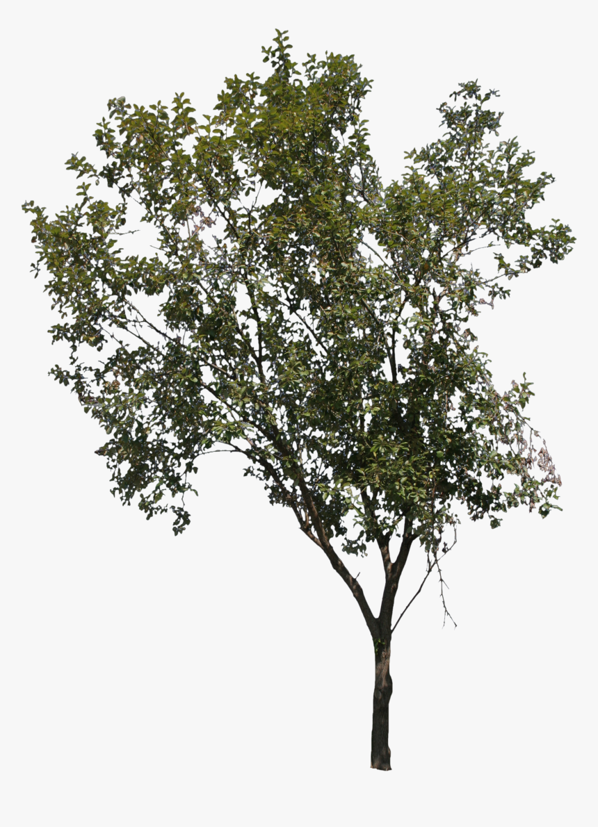 Arbol Largo Png, Transparent Png , Transparent Png Image - PNGitem