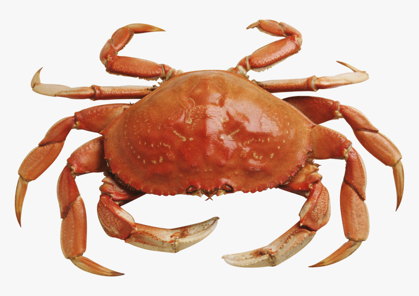 Christmas Island Red Crab - Crab Png, Transparent Png , Transparent Png ...