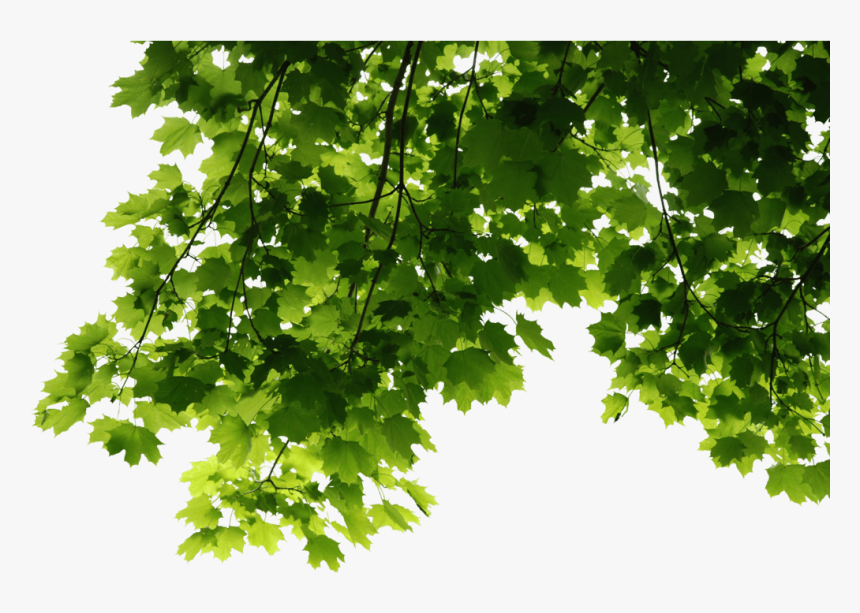 Leaves Corner - Transparent Tree Leaves Png, Png Download , Transparent ...