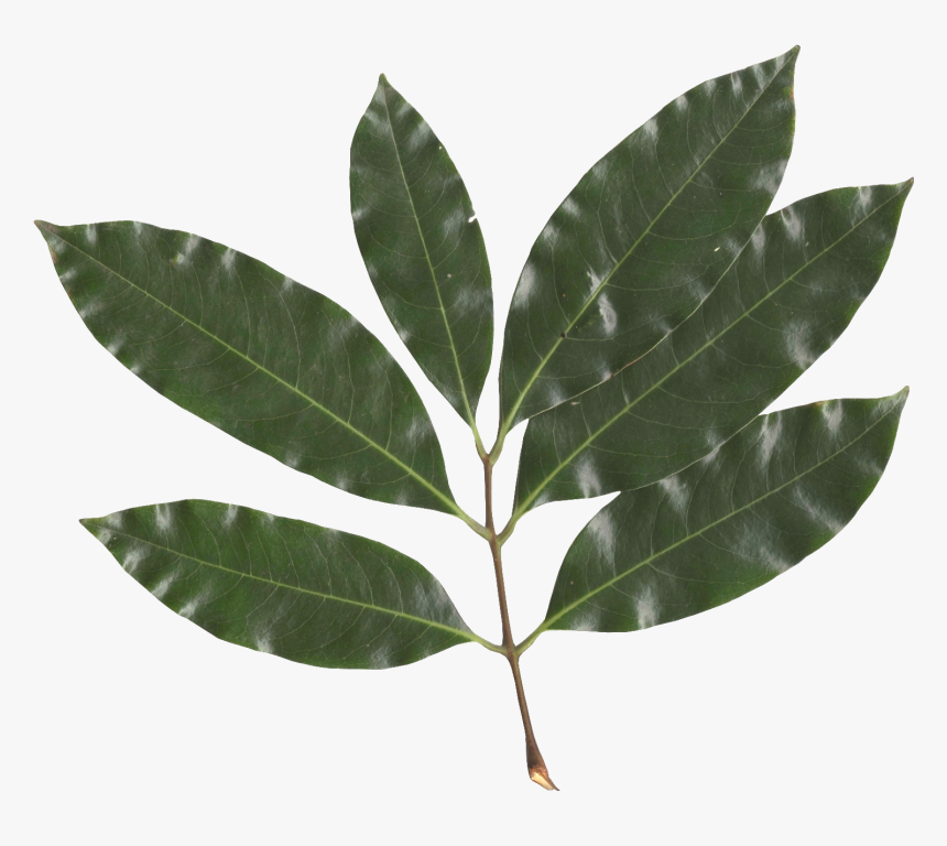 Litchi Chinensis Leaf - Lychee Fruit Tree Leaf, HD Png Download ...