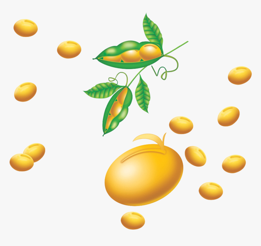 Soybean Png, Transparent Png , Transparent Png Image - PNGitem