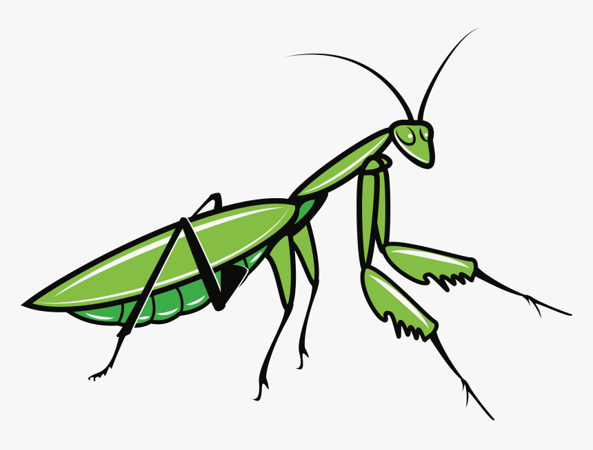 Praying Mantis Clipart, HD Png Download , Transparent Png Image - PNGitem