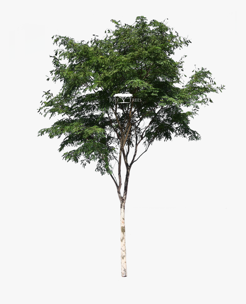 Trees Png No Background - Acacia Tree Png, Transparent Png ...