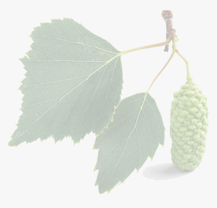 Canoe Birch, HD Png Download , Transparent Png Image - PNGitem