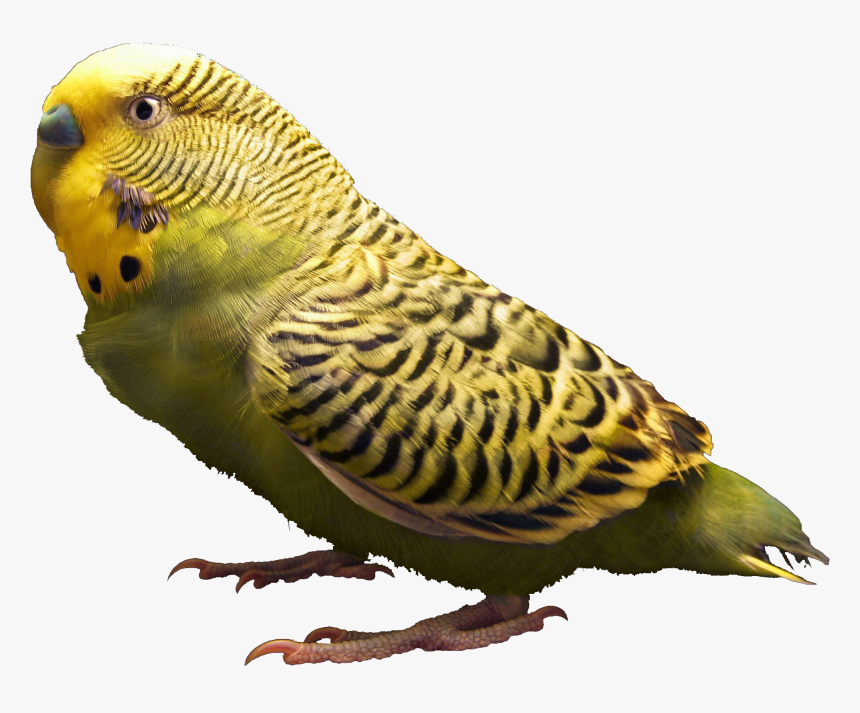 Body Parts Of Parrot , Png Download - High Resolution Png File ...