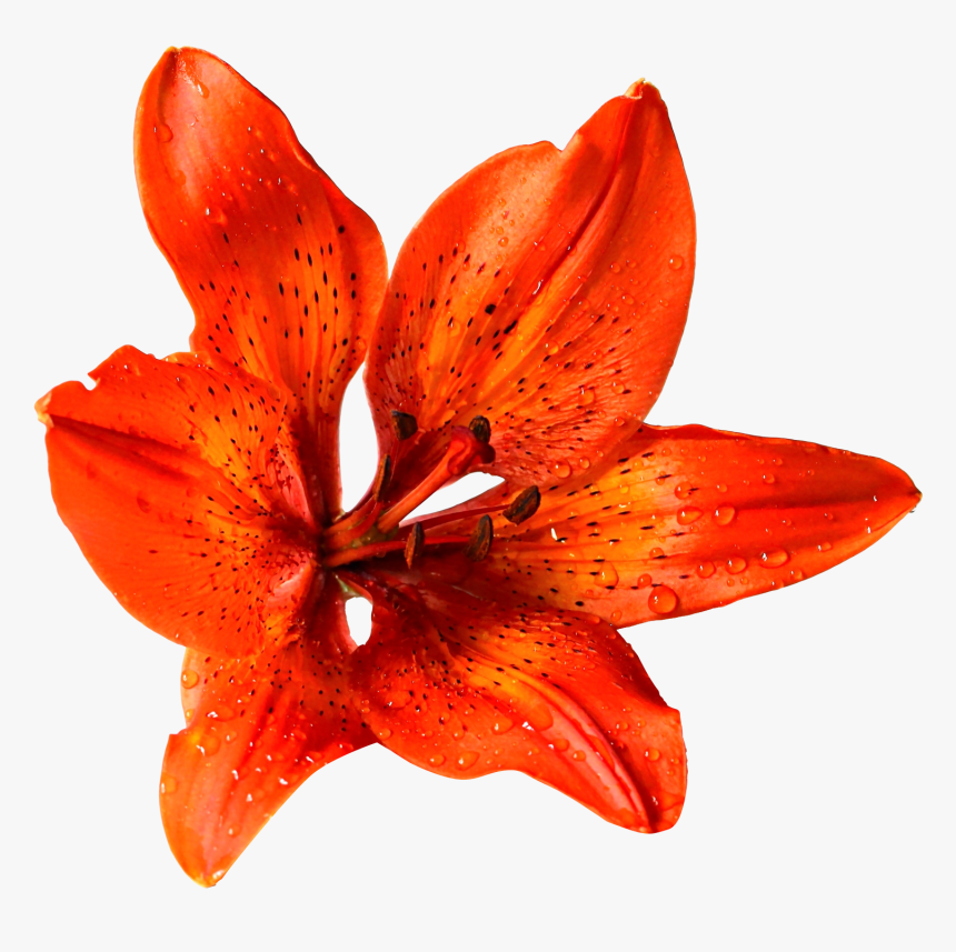 Transparent Background Real Flowers Transparent, HD Png Download ...