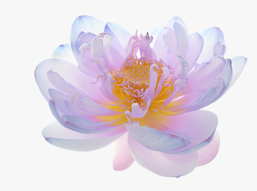Flowers Image - Real Translucent Flower Transparent, HD Png Download ...