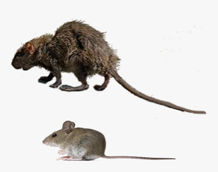 Spooky Rat Png, Transparent Png , Transparent Png Image - PNGitem