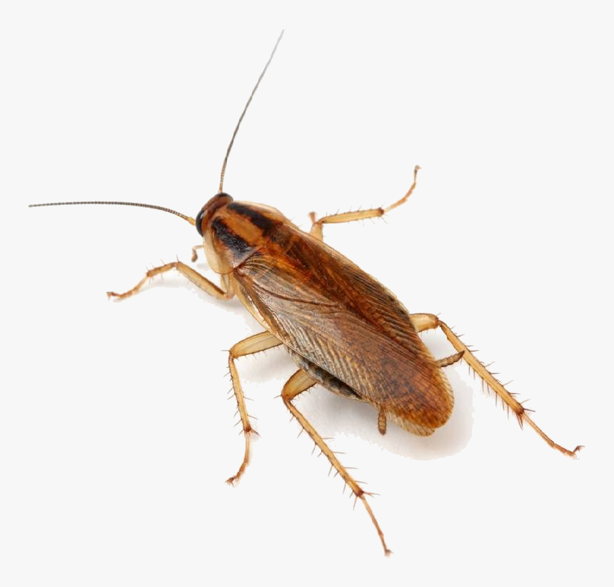 German Cockroach Roaches Minnesota Wing, HD Png Download , Transparent ...