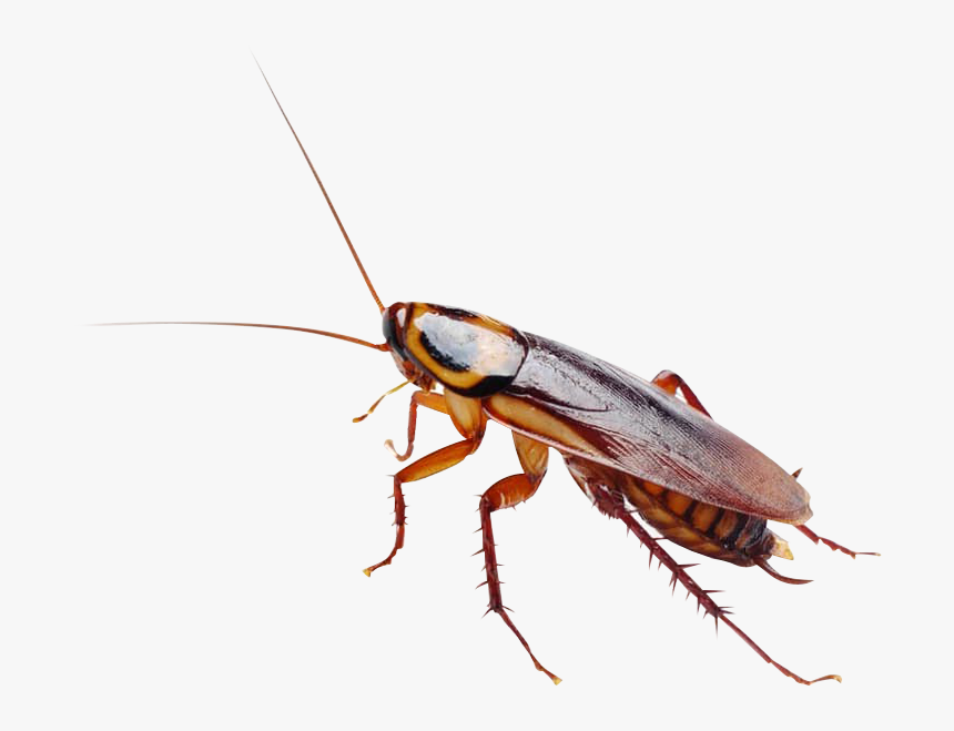 Cockroach Png, Transparent Png , Transparent Png Image - PNGitem