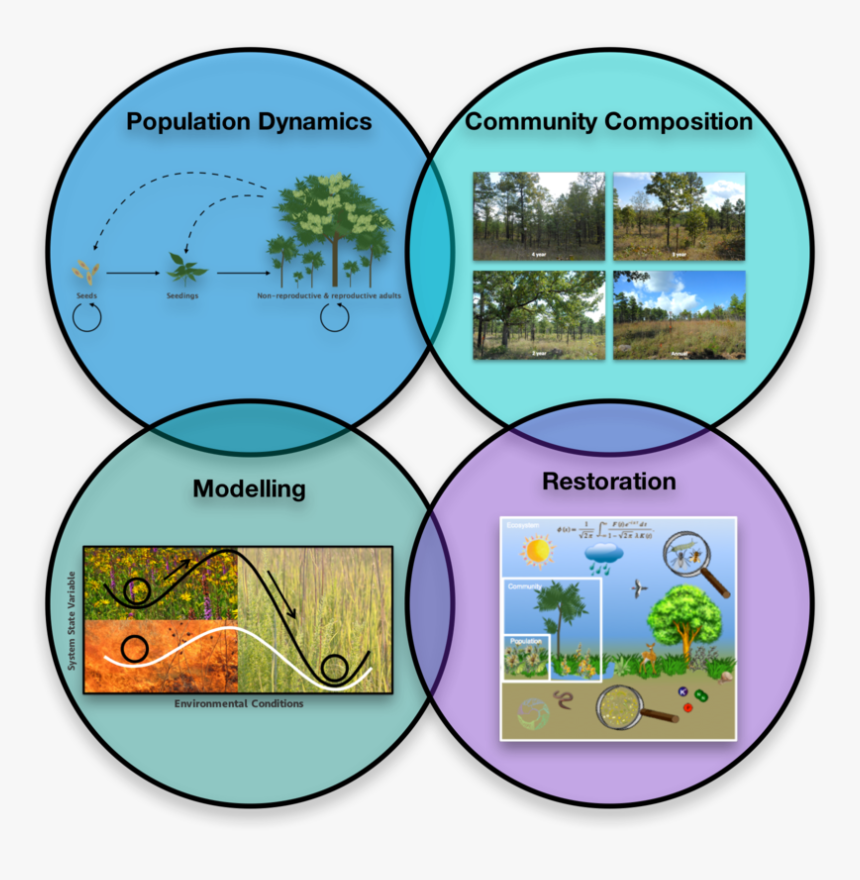 Community Dynamics In Ecology, HD Png Download , Transparent Png Image ...
